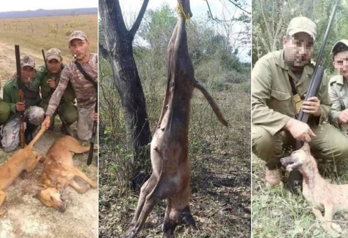 Puede Un Perro Canaan Vivir En Cuba