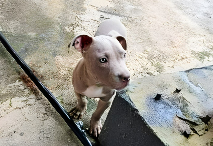 Cuban American Pit Bull Dogs That Look Like Pit Bulls – SPARK PAWS