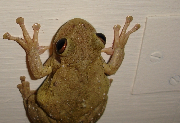 Son Las Ranas Peligrosas Para Los Perros