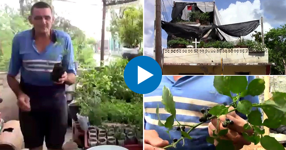 “El curandero de las matas”, un botánico autodidacta que sana a ...