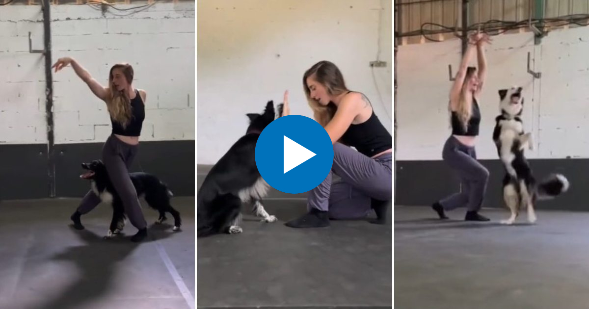 VIRAL: Dos perros y su dueña protagonizan coreografía con la canción ...