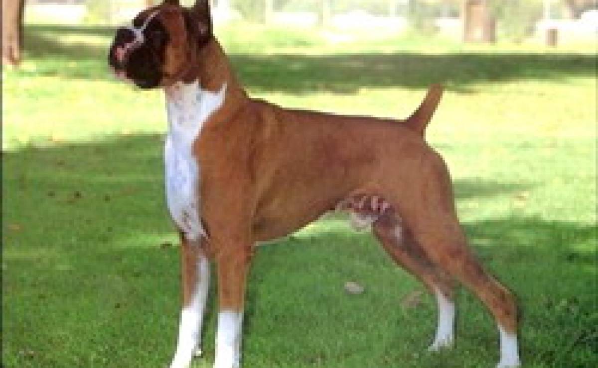 Los perros Boxer en Cuba - CiberCuba