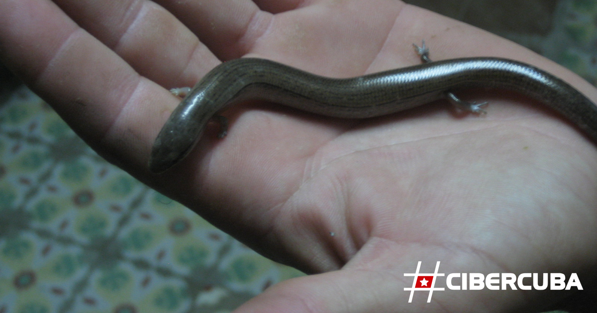 Culebra de cuatro patas - CiberCuba
