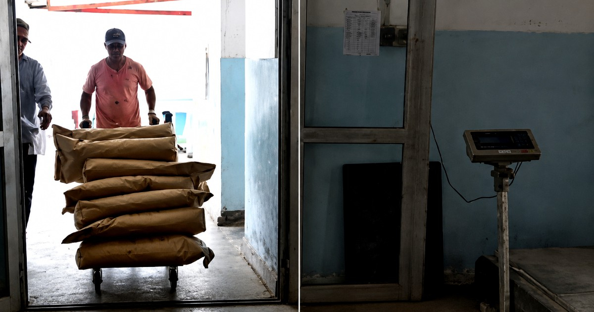 Régimen cubano anuncia distribución de leche en polvo donada por ...