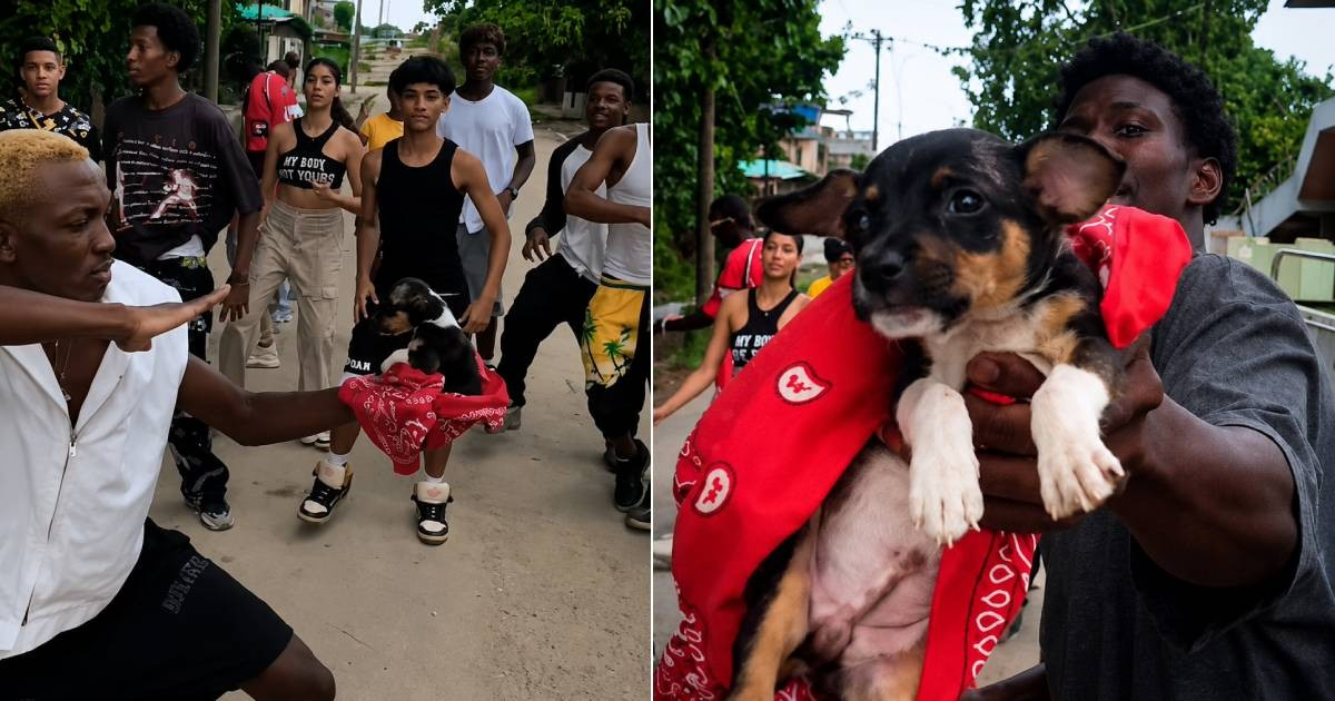 Des associations animalistes dénoncent la mort d'un chiot utilisé dans ...