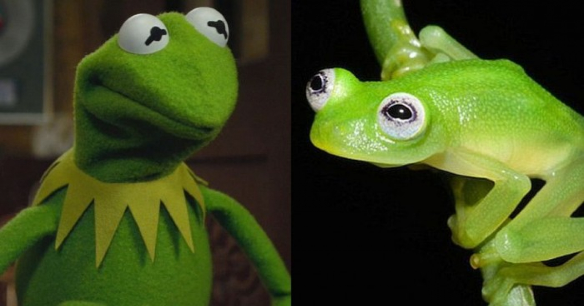 Descubren una nueva especie de rana que se parece a la rana René